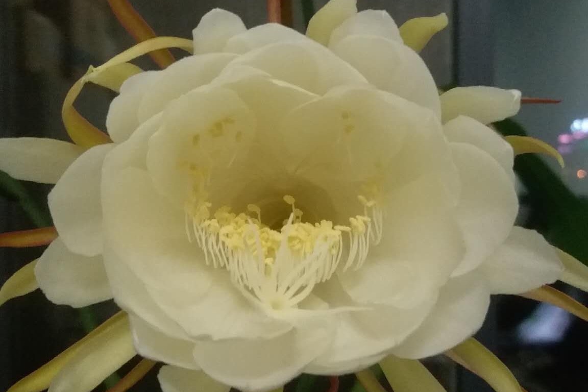 昙花一现,“月下美人”难得一见!