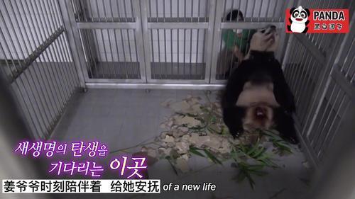 福宝出生后在妈妈怀里长大,小时候太可爱了#福宝,#大熊猫