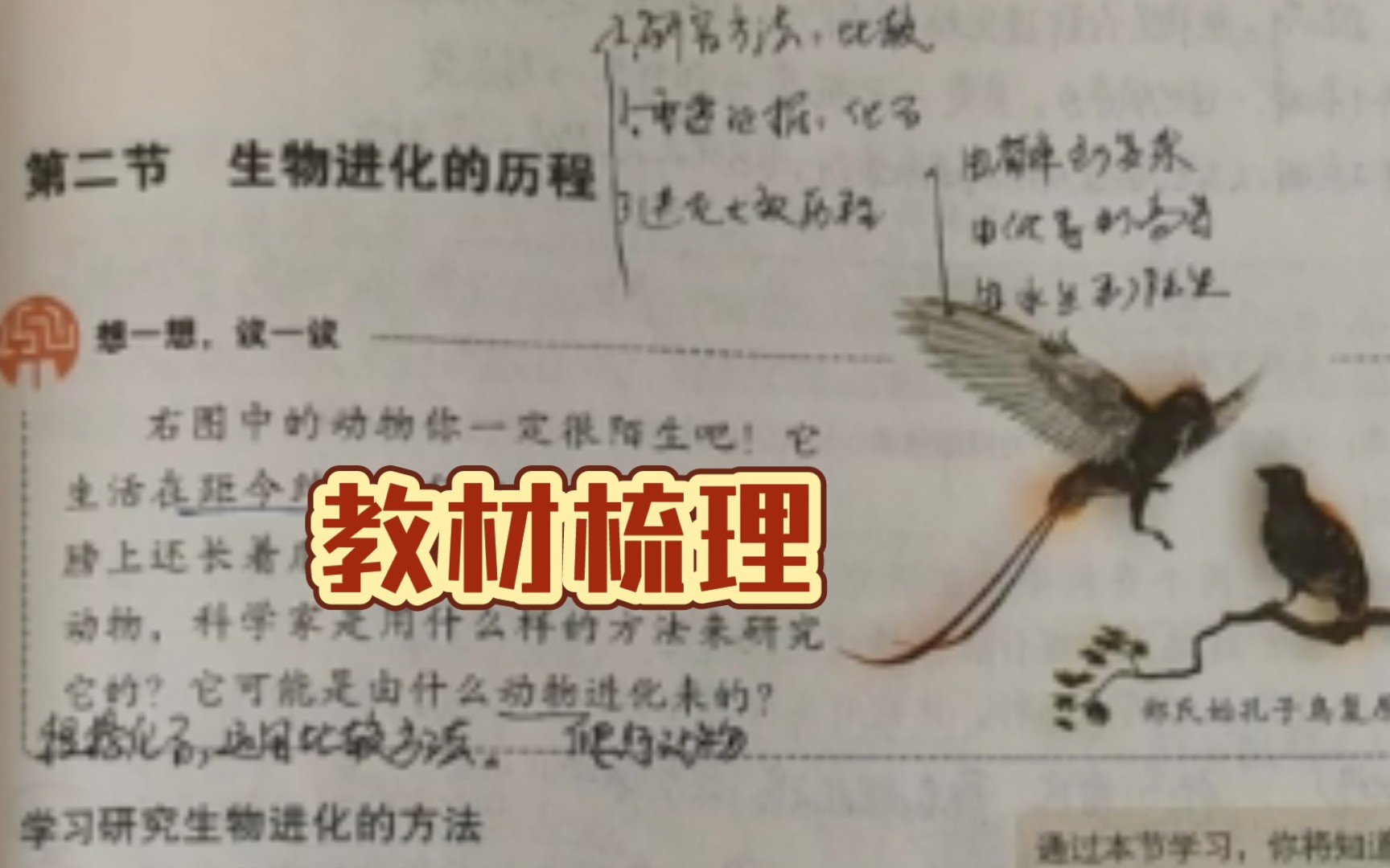 教材梳理//第三章第二节 生物进化的历程(人教版初中生物八年级下册)