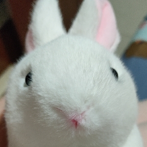 聂李璐 