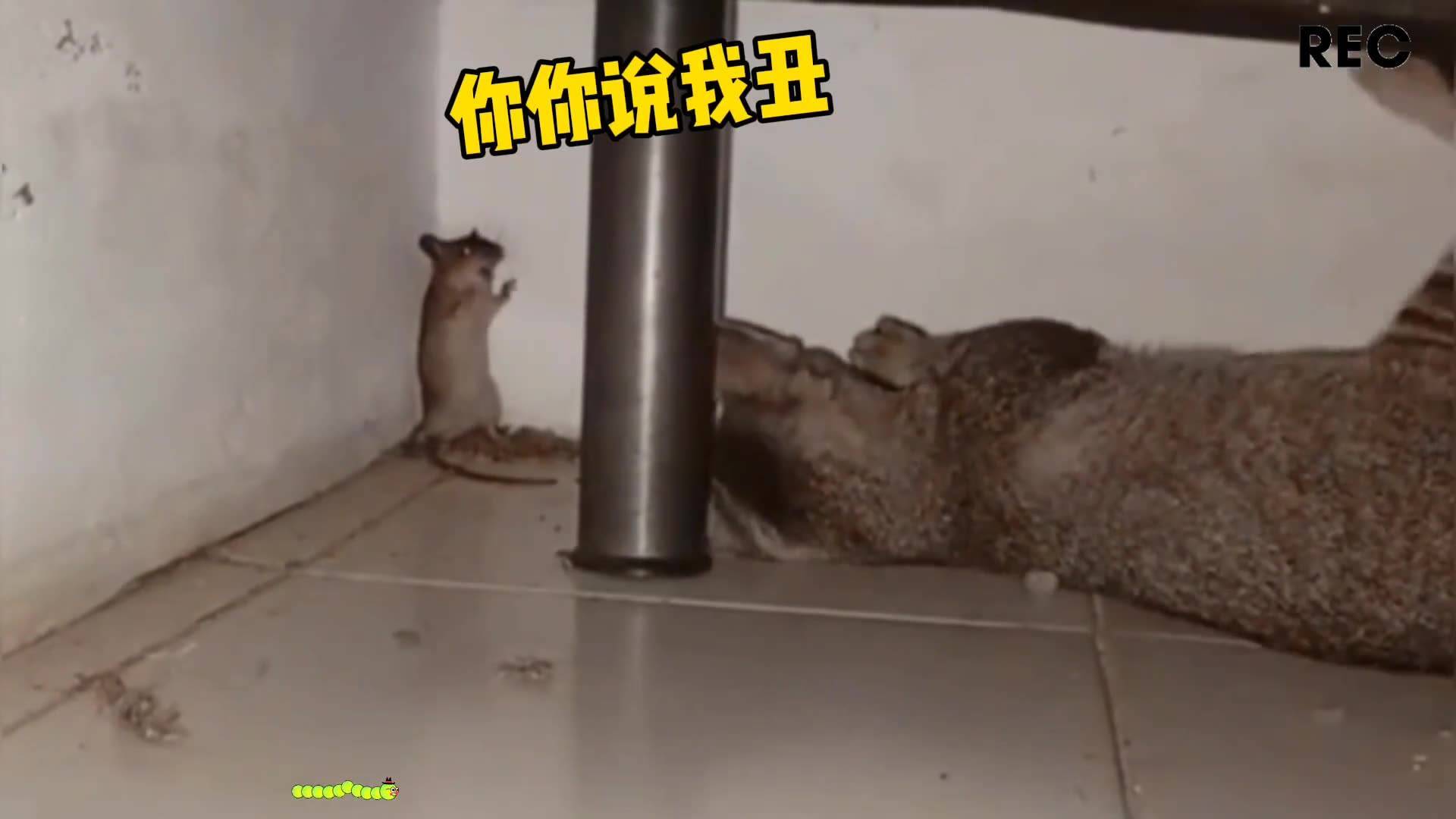 看一遍笑一遍 汤姆和杰瑞!
