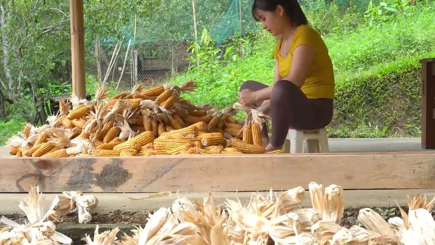 【超长篇】(下)如何用竹子编织,撒网捕鱼,离网农场#野外建造