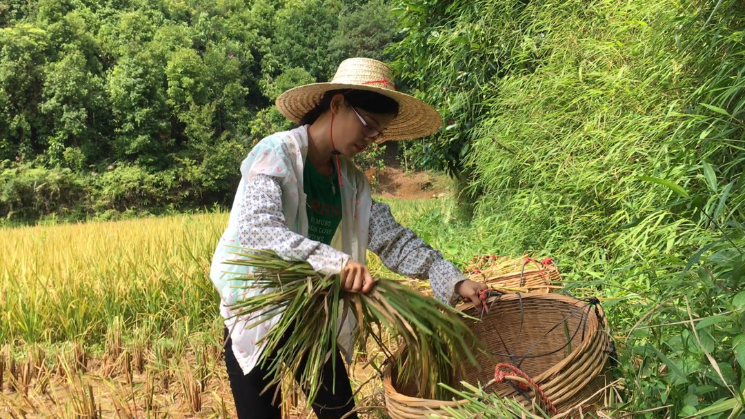 收稻谷咯!农村妹子纯手工收割,效率低耗时长,这是为什么呢?