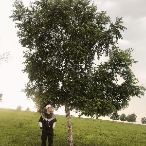 独木-一棵树的森林 