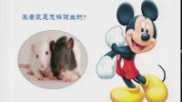 四年级 我画的动漫形象 (一等奖)-【课件+教案】小学美术优质课(2020)