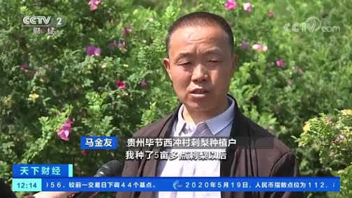 [天下财经]贵州毕节:刺梨花开满山红 村民走上致富路