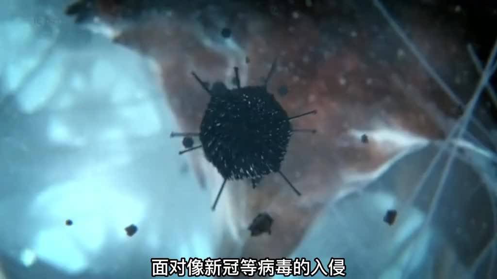 2集:我们的免疫系统是如何抵御病毒