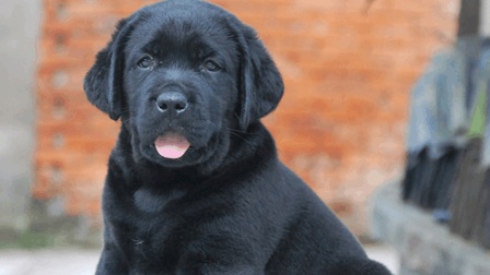 训犬教程 训练狗狗上厕所