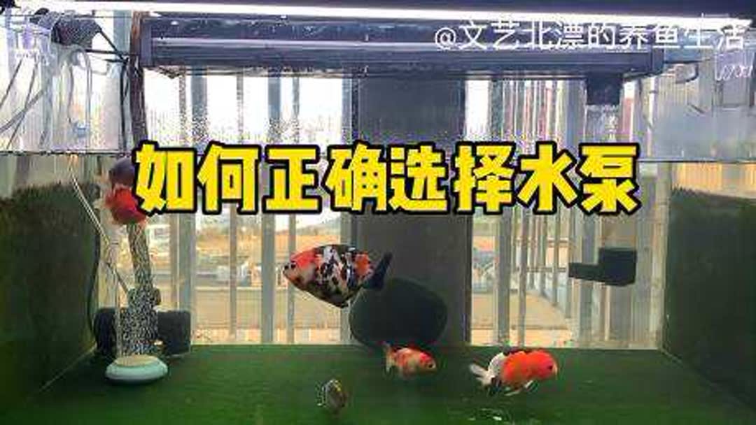 分享如何正确选择水泵,如何计算水体大小,绿水、黄水的产生原因