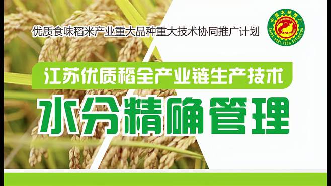 水稻要高产,水分管理是关键!