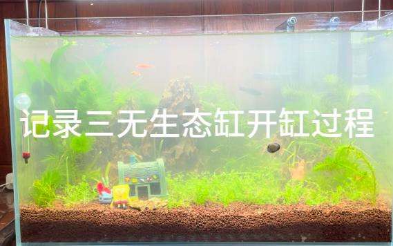 记录火山石三无生态鱼缸开缸过程