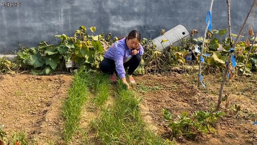 种植韭菜有技巧,小媳妇告诉你掌握这点最关键,一年比一年长得旺