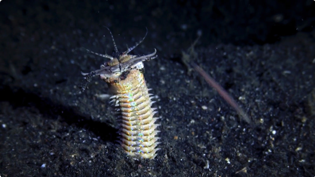 世界上最毒的动物中文配音版 第1集 致命毒物:海洋中的致命毒物