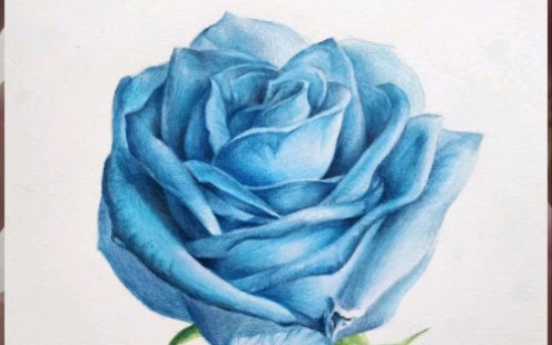 蓝玫瑰绘画教程