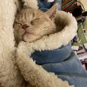 咖喱酱微辣的疗愈传讯 