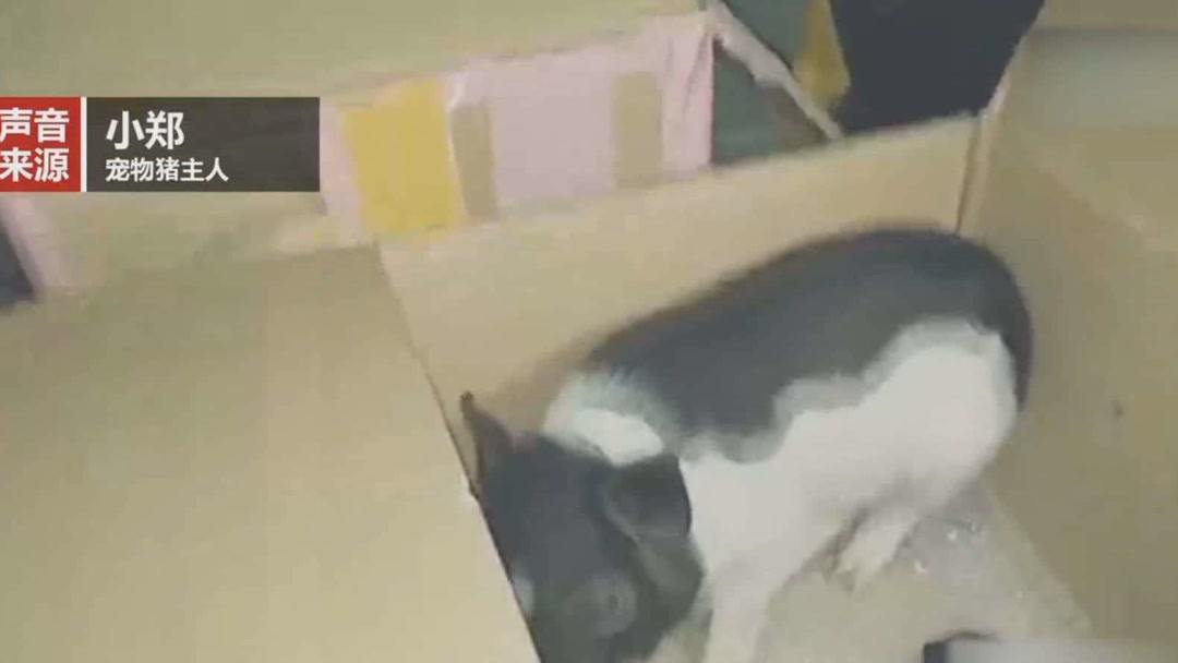 女大学生寝室养猪被通报意外走红 称不准养猫养狗才养的猪