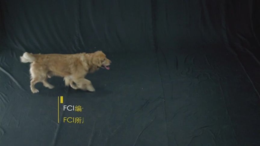 金毛寻回犬,位列世界犬种智商排行第四名,游泳的续航力极佳。