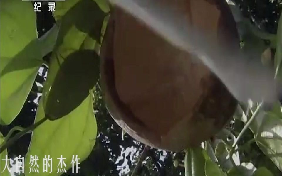 得益于大自然的启发而设计的冲浪滑翔机,微弱的气流就能飞起来