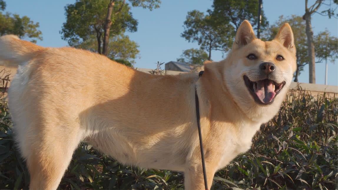 打工狗和它的保姆不拍戏的在公园惬意生活!