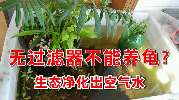养乌龟一定要用过滤器?简单才是硬道理,用最原始方法一样养好龟