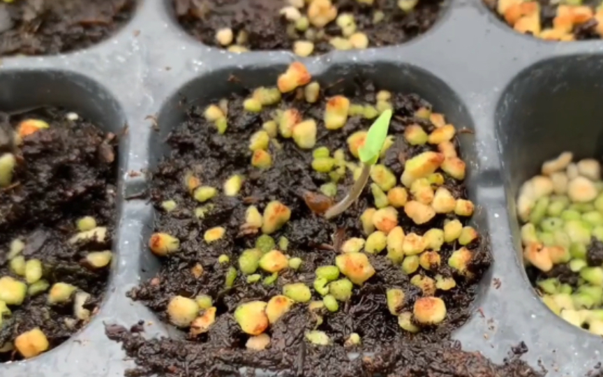 番茄种植记录(已发芽)|5.9