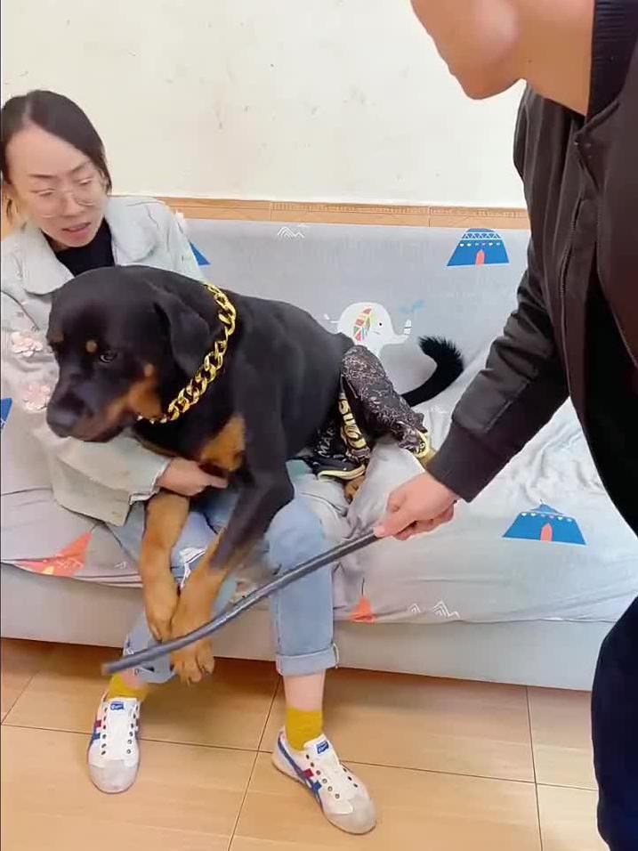 管还是不管这狗心里明白着呢