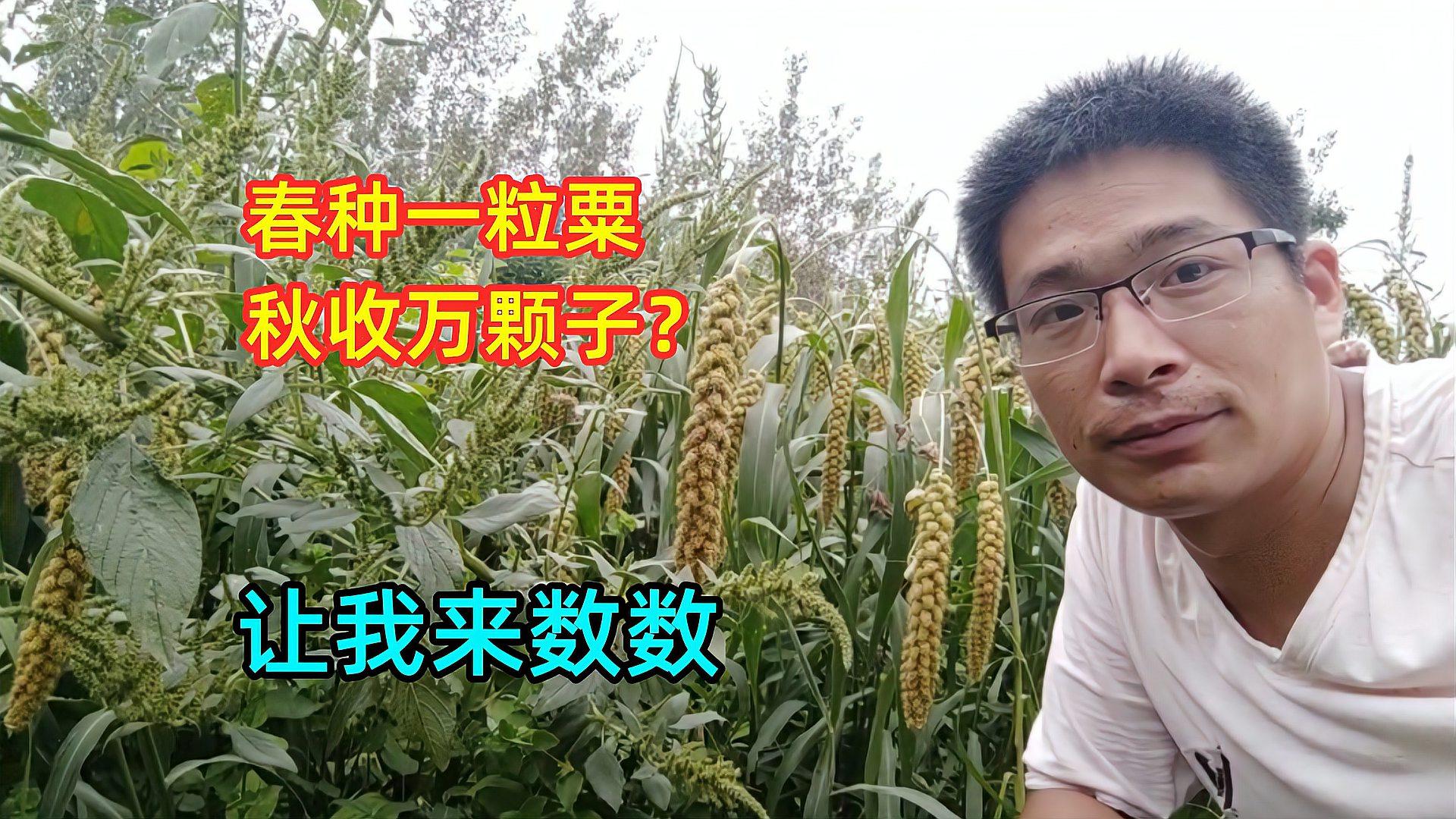 春种一粒粟,秋天真的能收获万颗子吗?我来验证一下