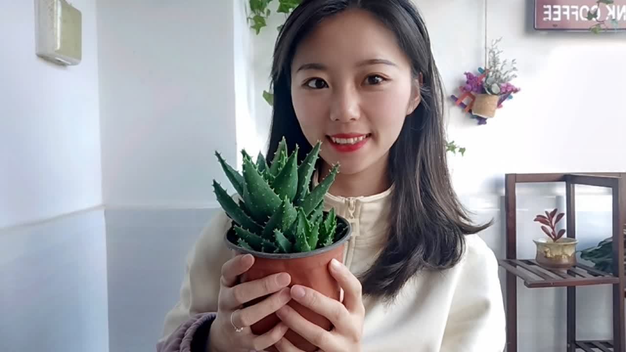 能把芦荟养死的,都是勤快的人,懒人必备的芦荟盆栽你有了吗