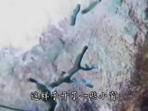 价值50万的满色翡翠原石,一刀下去