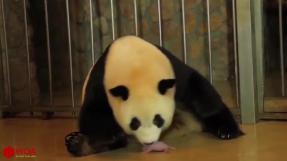 珍贵抓拍画面,大熊猫出生瞬间,这就是国宝的待遇!
