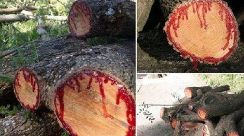 世界神奇的树,被砍后还会流血!