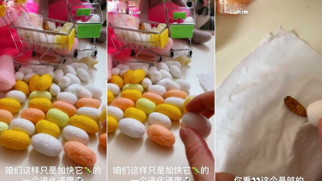 蚕宝宝结茧十天后,如果着急想看蚕蛹的可以借用下此方法,但是取蛹时...