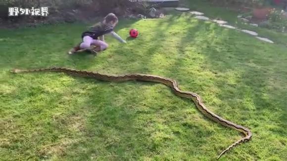 小女孩在草坪上玩,爬过来一条蟒蛇,结果竟是这样