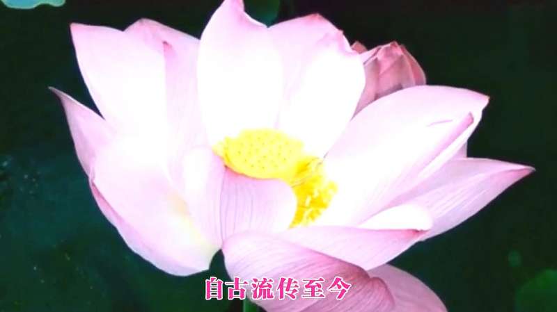「绘画技法」教你如何用口诀画荷花,荷塘清韵、雅俗共赏!