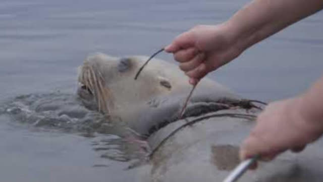 海狮被绳子捆脖多年,援救人员抵达现场仔细一瞅,眼泪直往下落