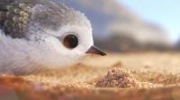 几分钟看完皮克斯动画短片《鹬 Piper》