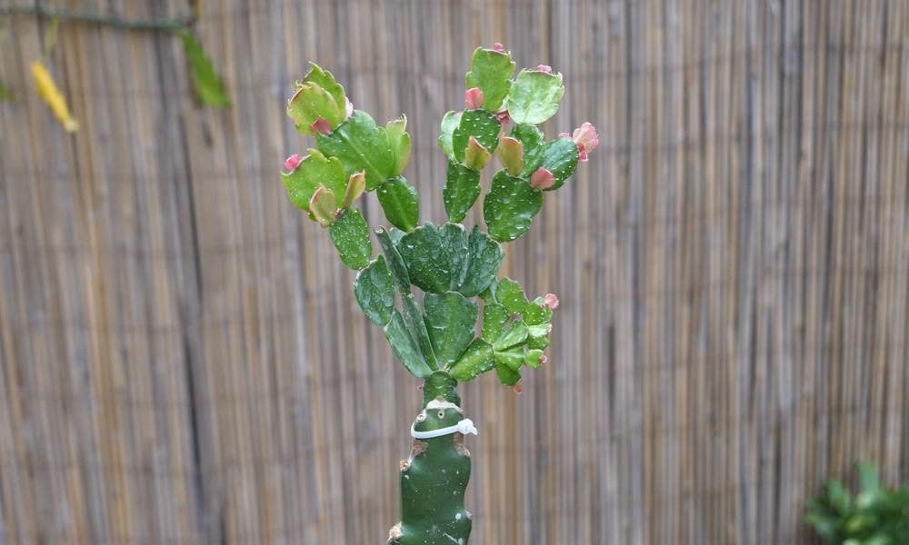 氮磷钾复合肥蟹爪兰能用吗