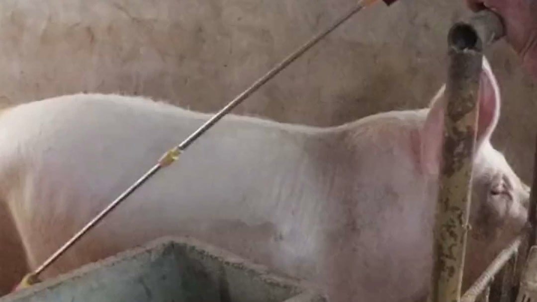 如何使用火碱给猪消毒,这两个小技巧