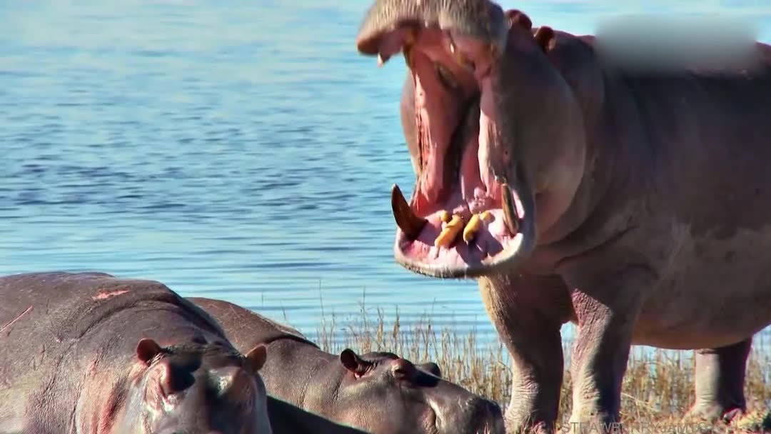跟着玩具模型一起来认识斑马狮子老虎河马等野生动物