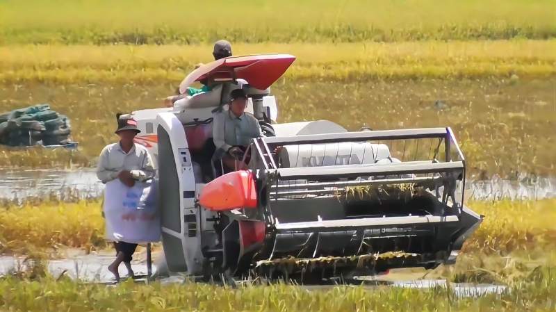 收割机在近1米深的水田割稻谷全过程,网友:效率还真不低