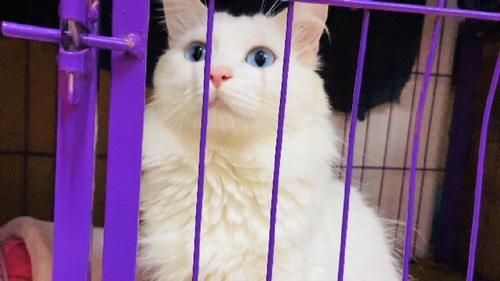 狮子猫被关笼子,懂得模彷婴儿发音求助,使出这招立刻引来人解救