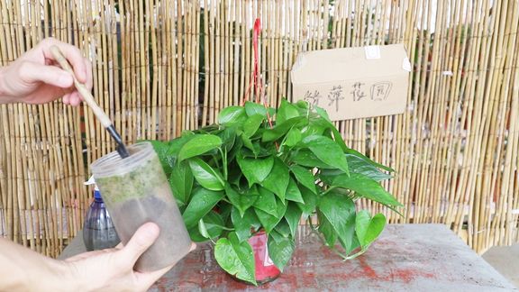 一盆放上几粒这种“粪”,绿萝叶片长得快,30天后爬满盆