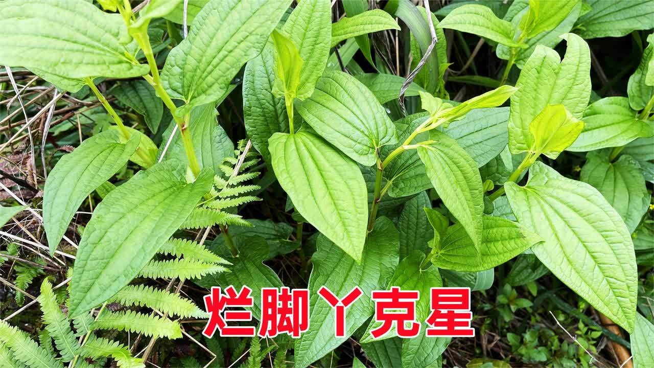 农村水沟旁的塘边藕,将它捣烂作用厉害了,解决男女脚丫烦恼