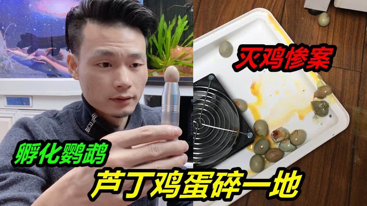 28枚芦丁鸡种蛋,在孵化过程中被自己失手打翻,受精蛋碎了一地