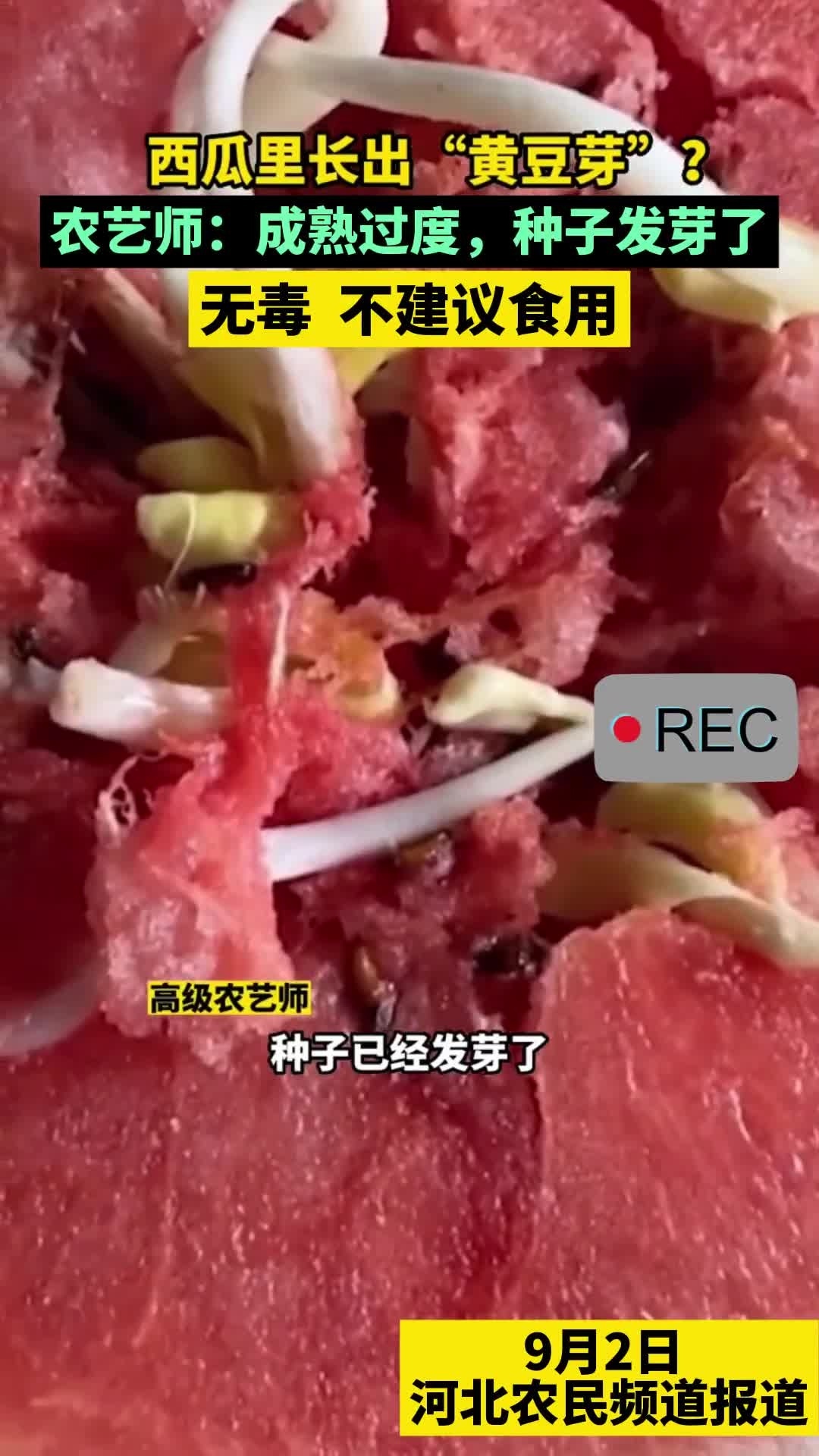 ...b>豆芽"?农艺师:成熟过度,种子发芽...