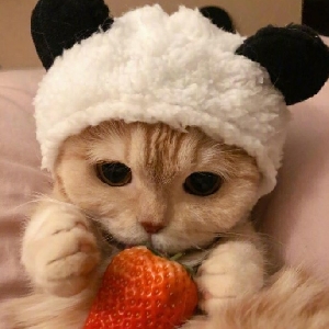 小瓜公猪 