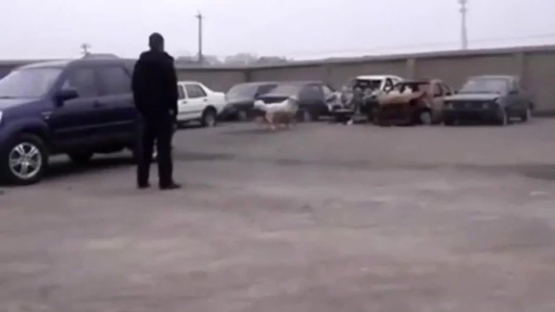 藏獒与斗狗打架_ 藏獒打架视频 藏獒vs斗狗