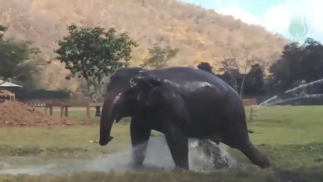 泰国大象酷热难耐,多次破坏洒水器自造喷泉,竟然自己洗起了冷水澡