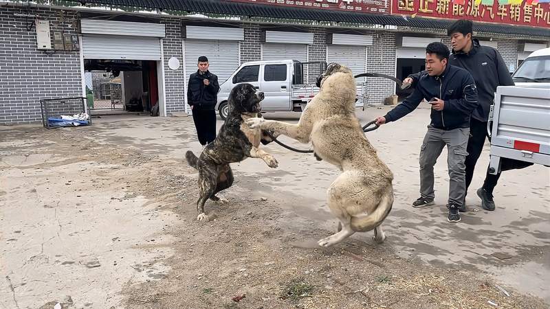 地狱犬坎高挑战140斤中亚,双方打斗激烈万分,看谁才是最后赢家