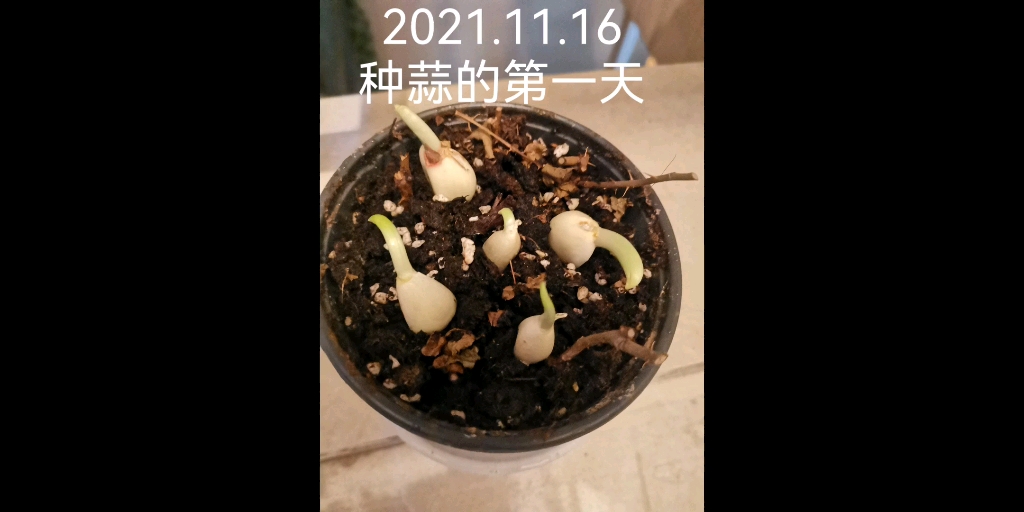 无聊的生活——看5颗蒜的生长